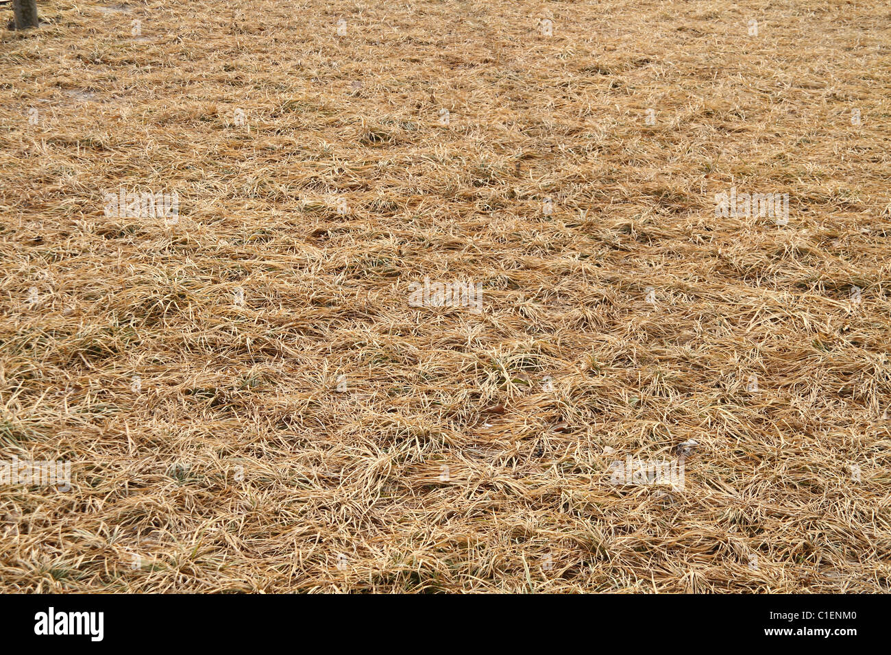 Dry lawn grass as a background Stock Photo - Alamy