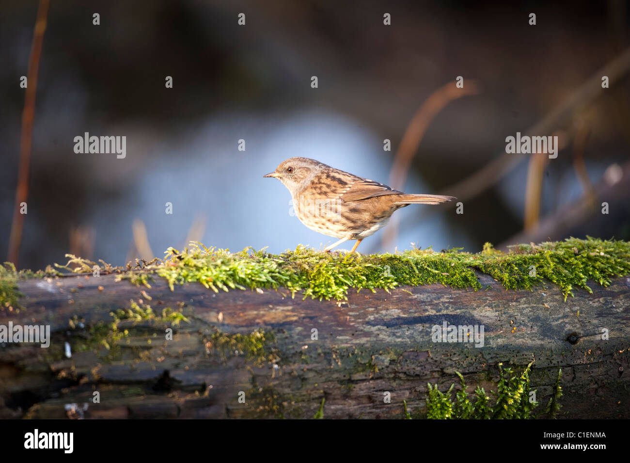Dunnock, Prunella modularis Stock Photo - Alamy