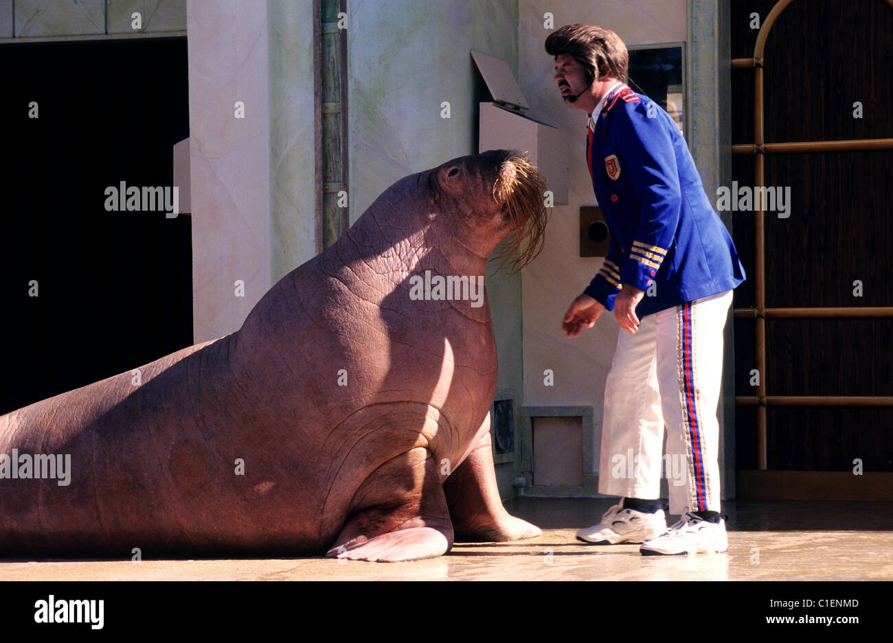 United States, Florida, Orlando, SeaWorld, walrus Stock Photo - Alamy