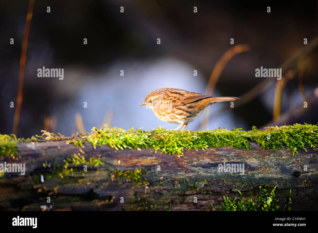 Dunnock, Prunella modularis Stock Photo - Alamy