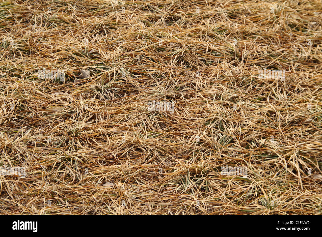 Dry lawn grass as a background Stock Photo - Alamy