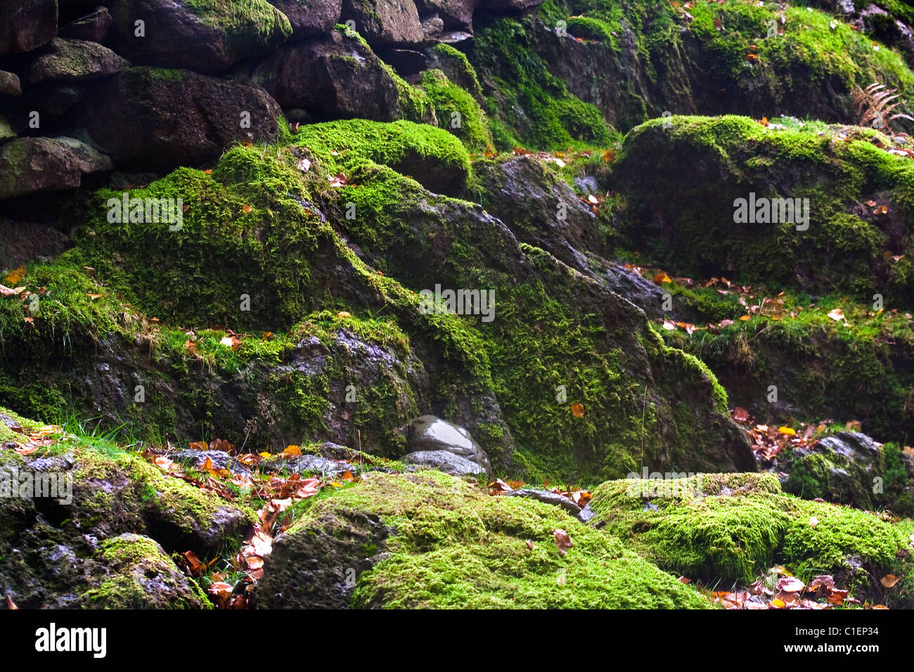 Stones covered by moss and lichen hi-res stock photography and images ...