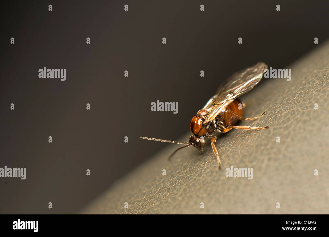 Gall insect hi-res stock photography and images - Alamy