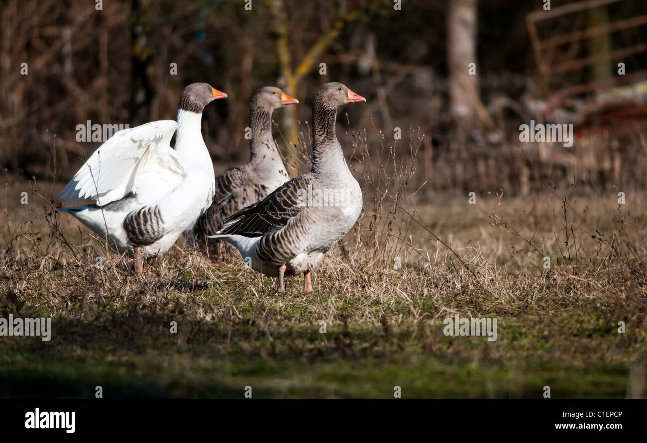 Three geese walking on a meadow Stock Photo - Alamy