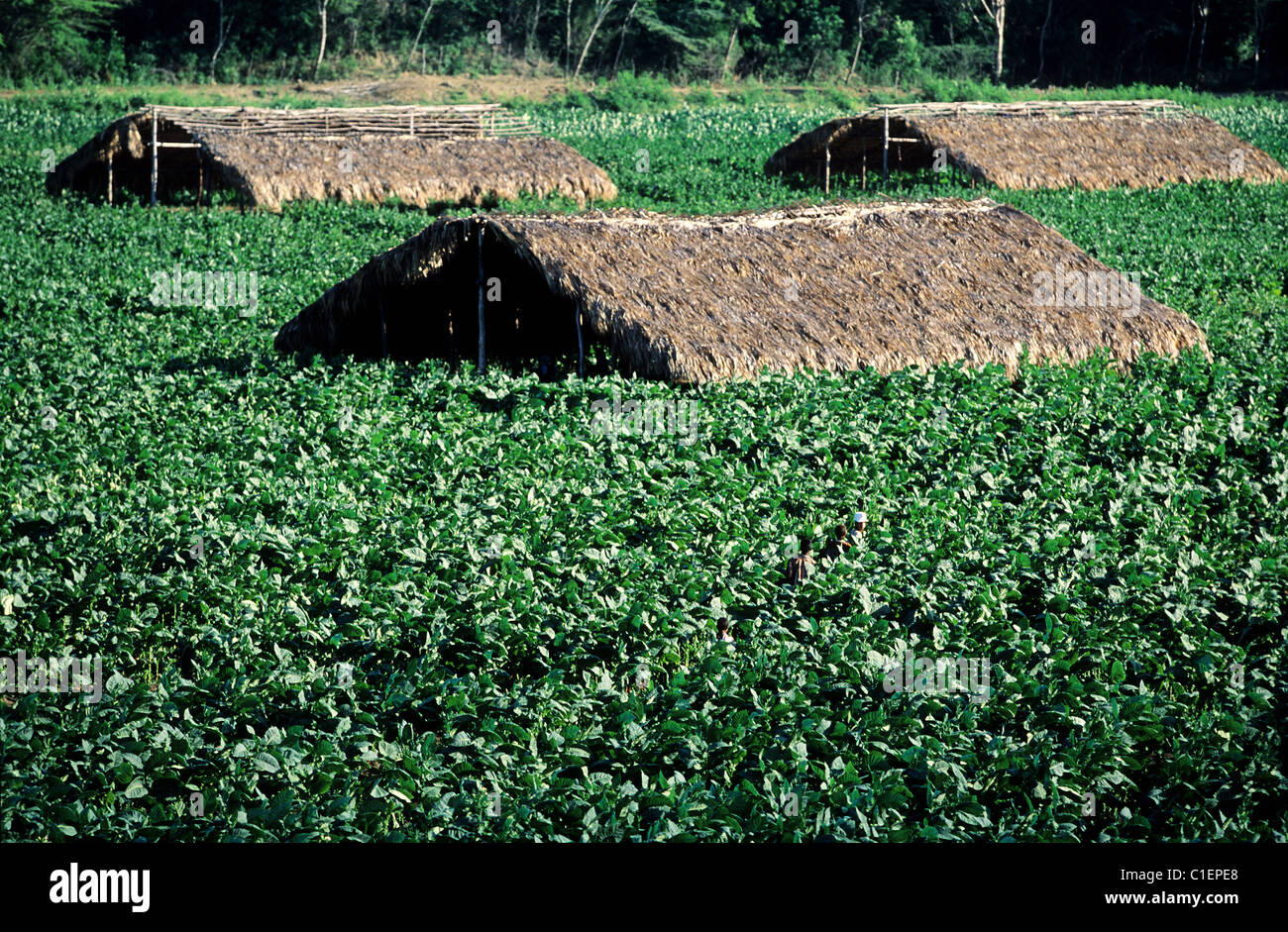 Dominican Republic, area of Cibao, Rancho (hangar of drying of the ...