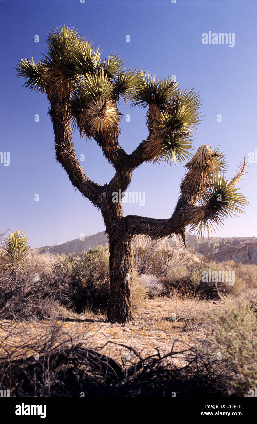 United States, desert between California and Nevada States Stock Photo ...