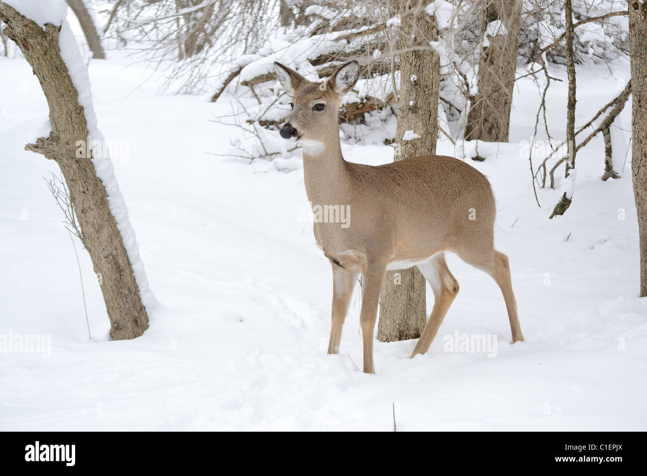 Whitetail deer doe standing in the woods in winter snow Stock Photo - Alamy