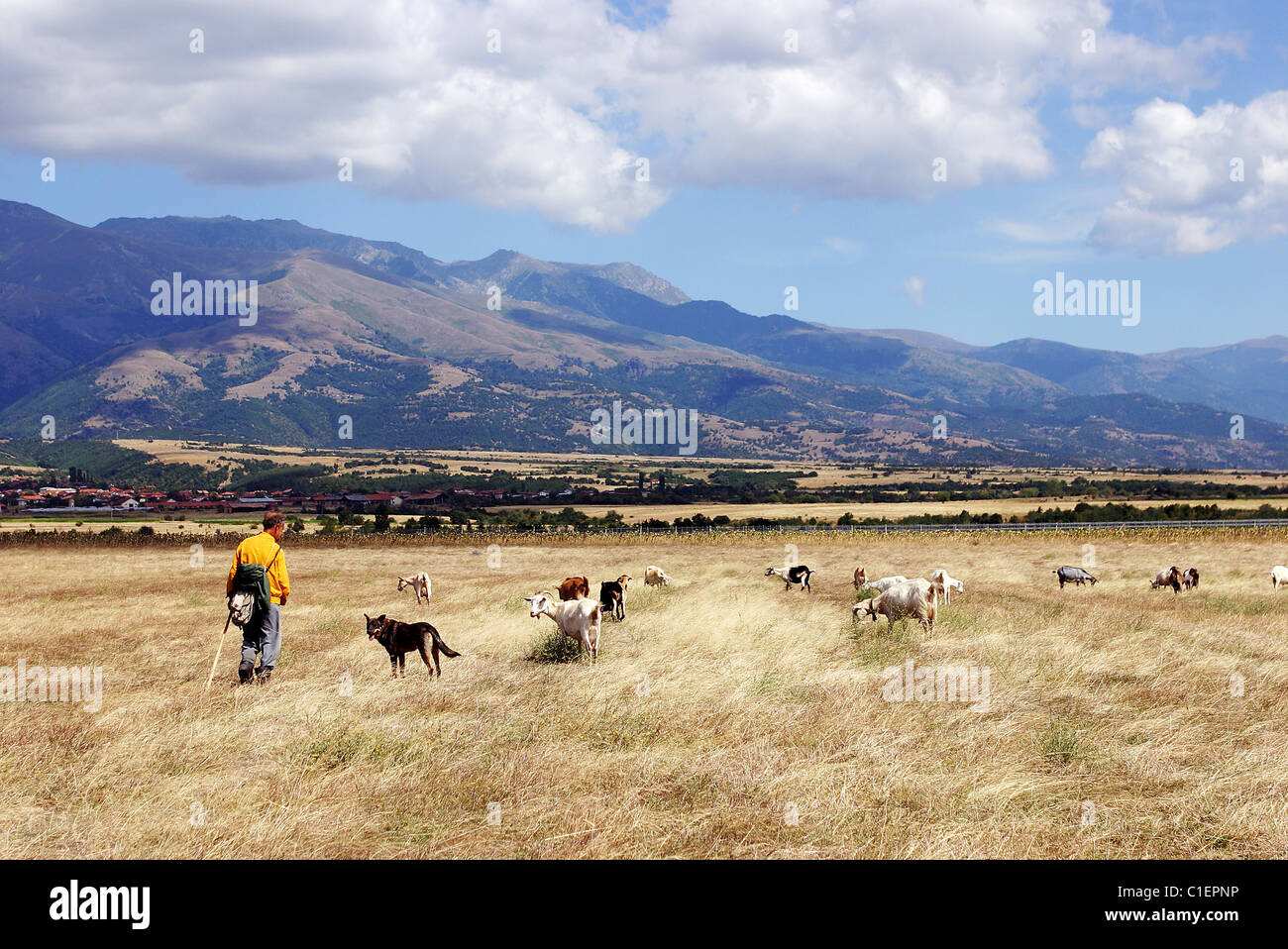 Bulgarian shepherd hi-res stock photography and images - Alamy