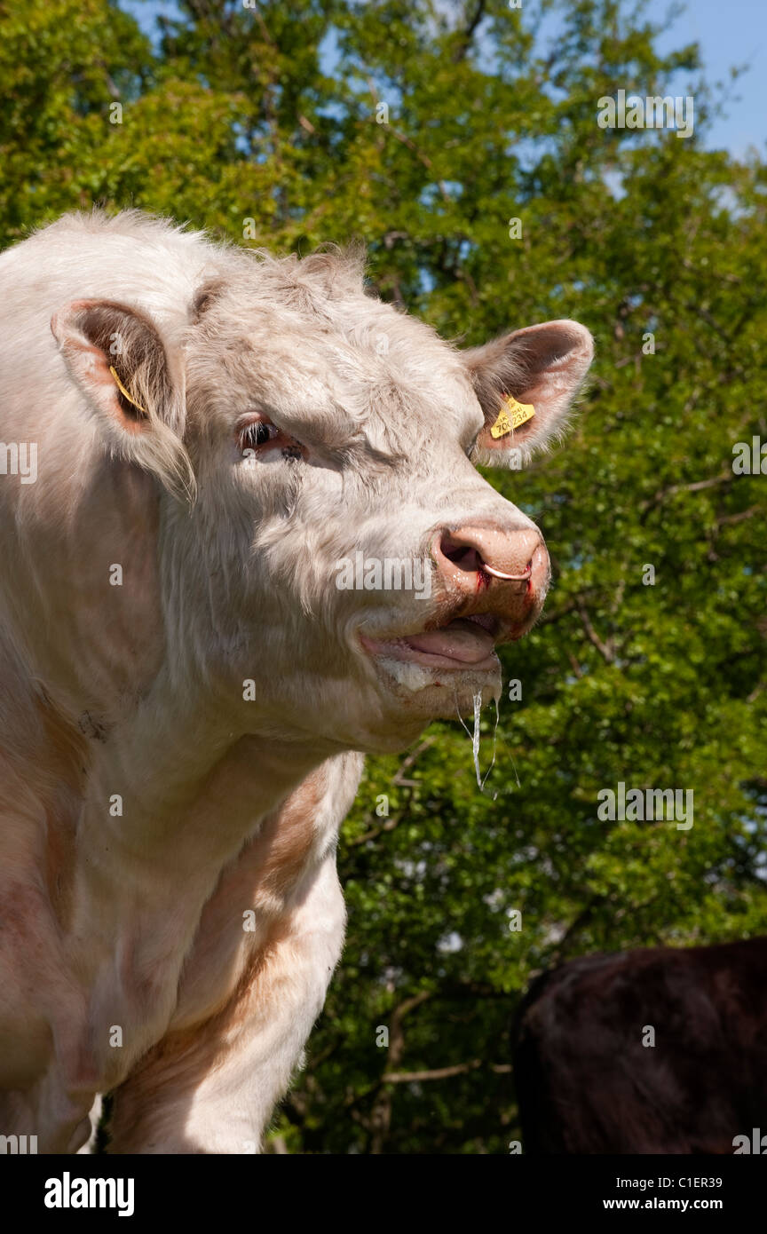 Bellowing bull hi-res stock photography and images - Alamy