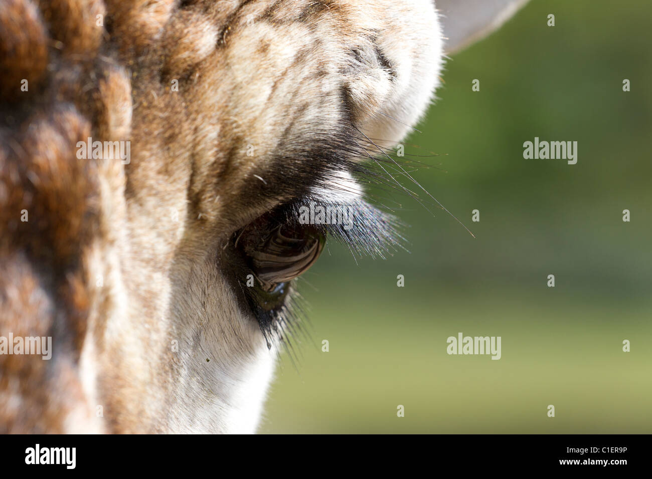 Giraffe eye close up hi-res stock photography and images - Alamy