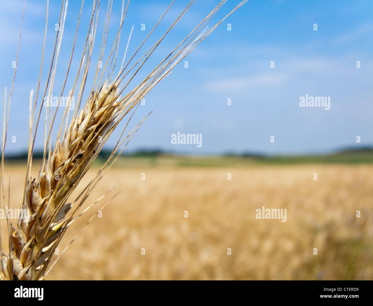 Barley corn field barleys hi-res stock photography and images - Alamy