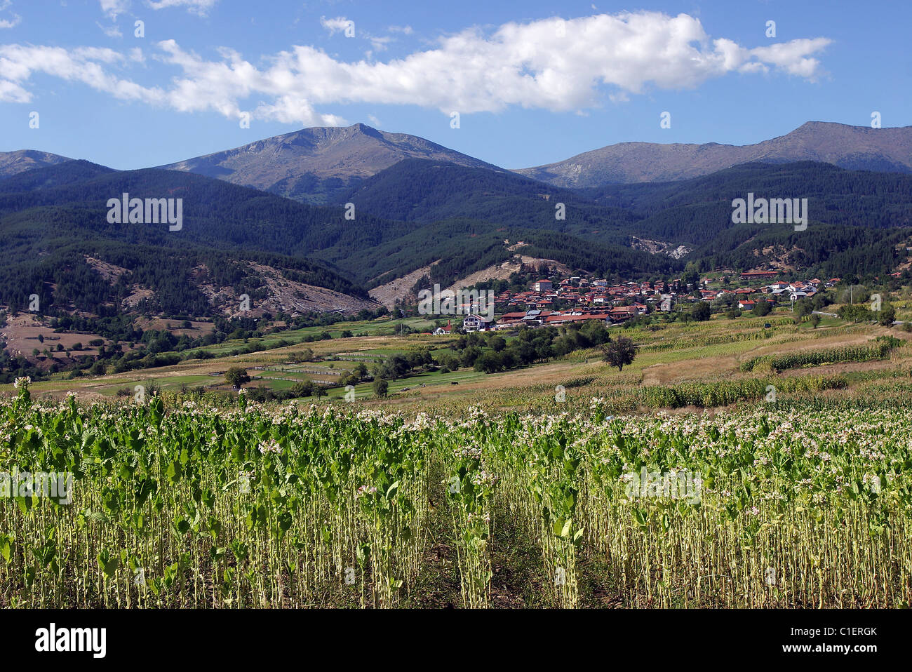 Bottom field hi-res stock photography and images - Alamy
