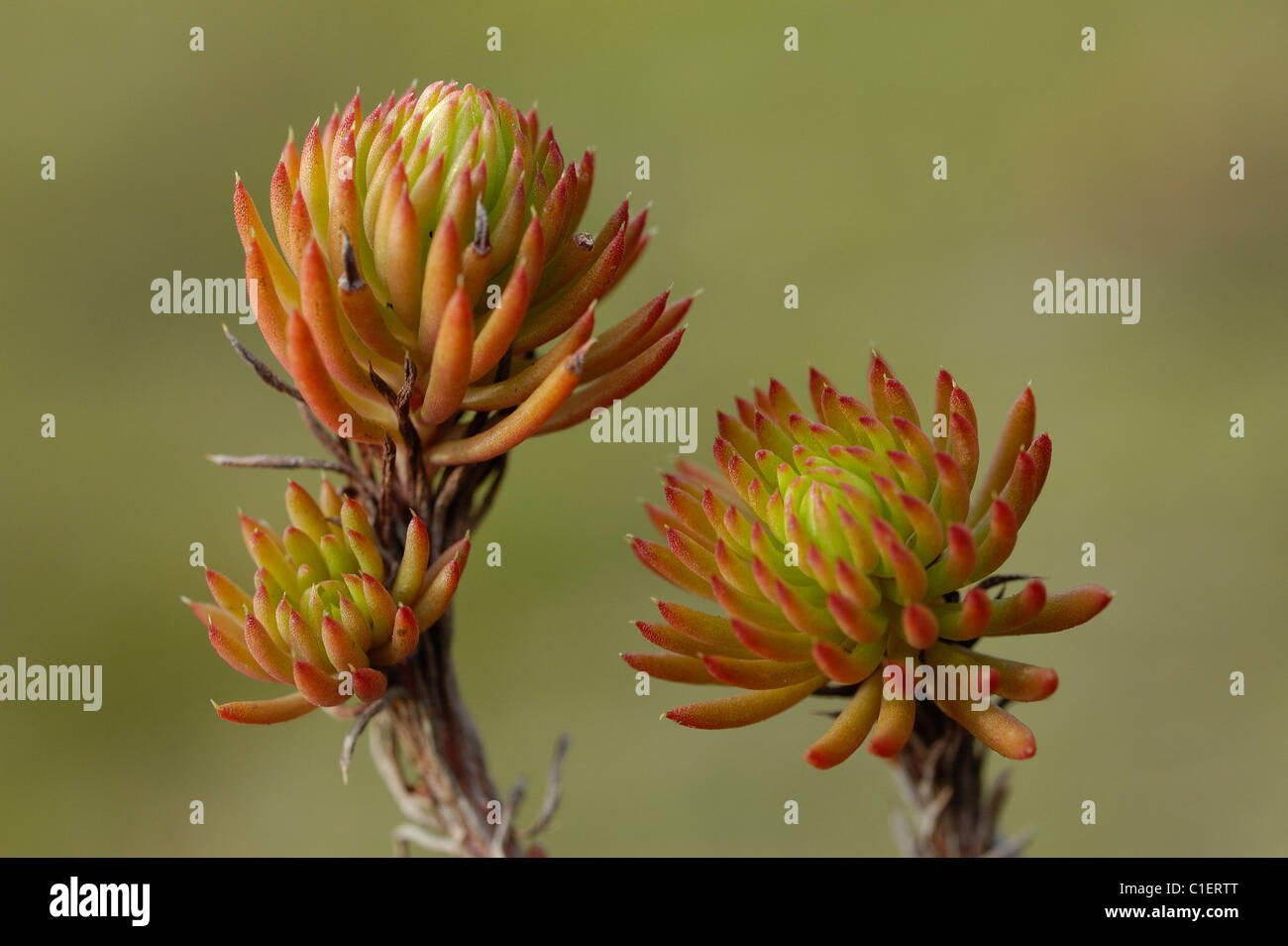 Rock stonecrop hi-res stock photography and images - Alamy