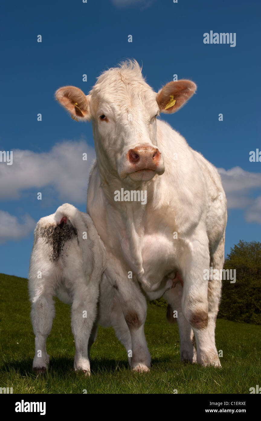Pedigree Charolais cow with calf suckling Stock Photo - Alamy