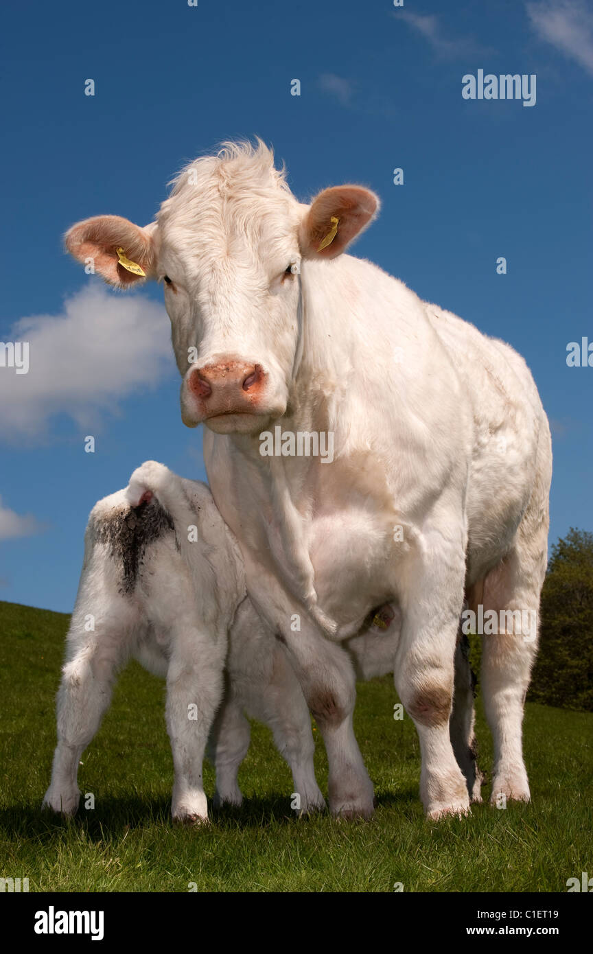 Pedigree Charolais cow with calf suckling Stock Photo - Alamy