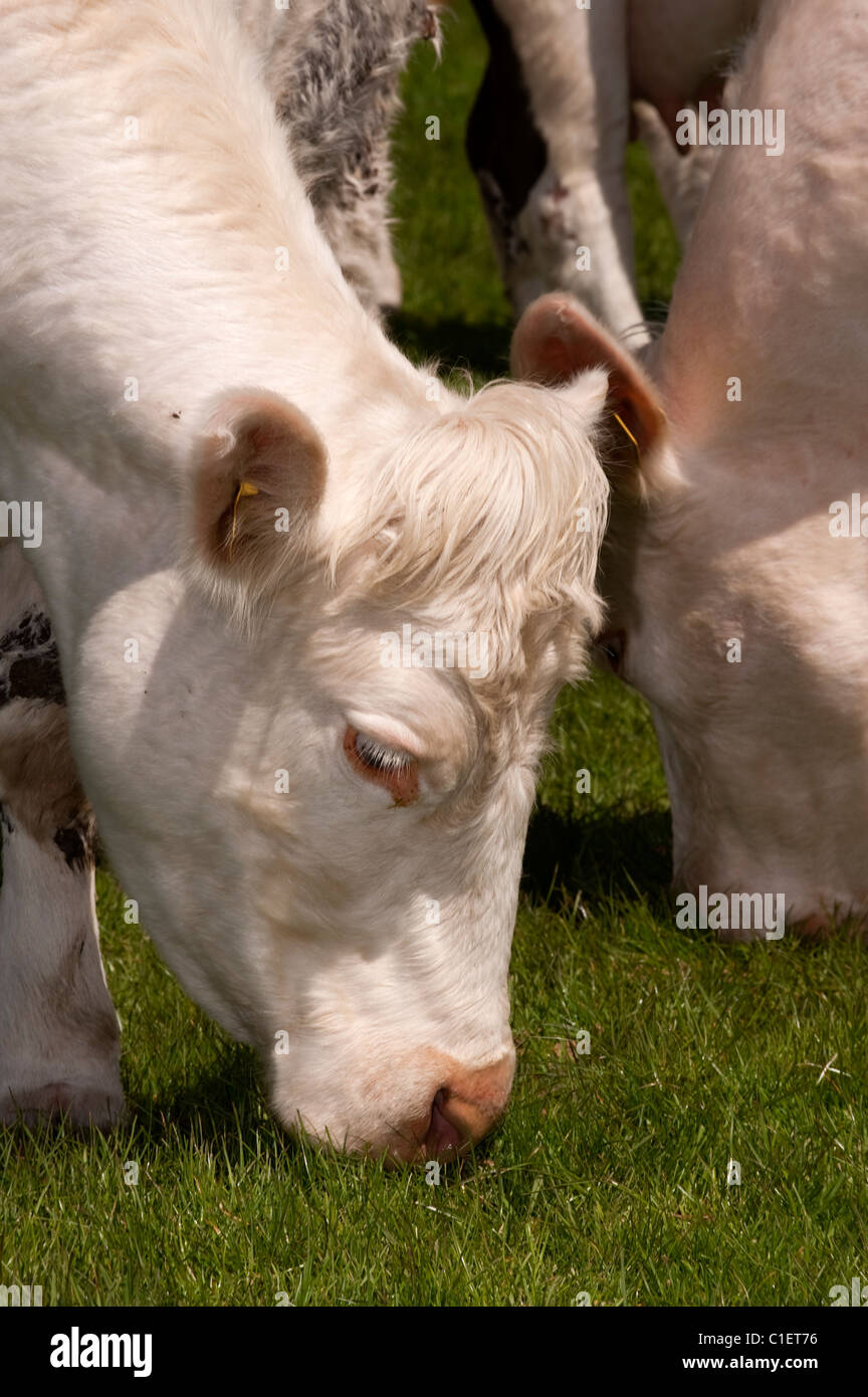 Beef cattle grazing in pasture hi-res stock photography and images - Alamy