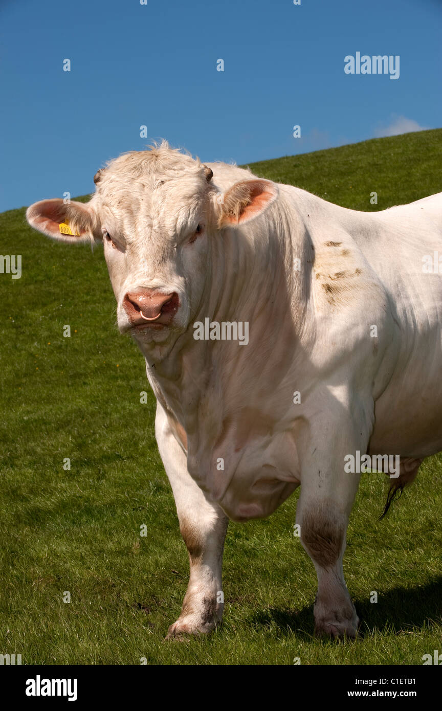 Cattle charolais bull hi-res stock photography and images - Alamy