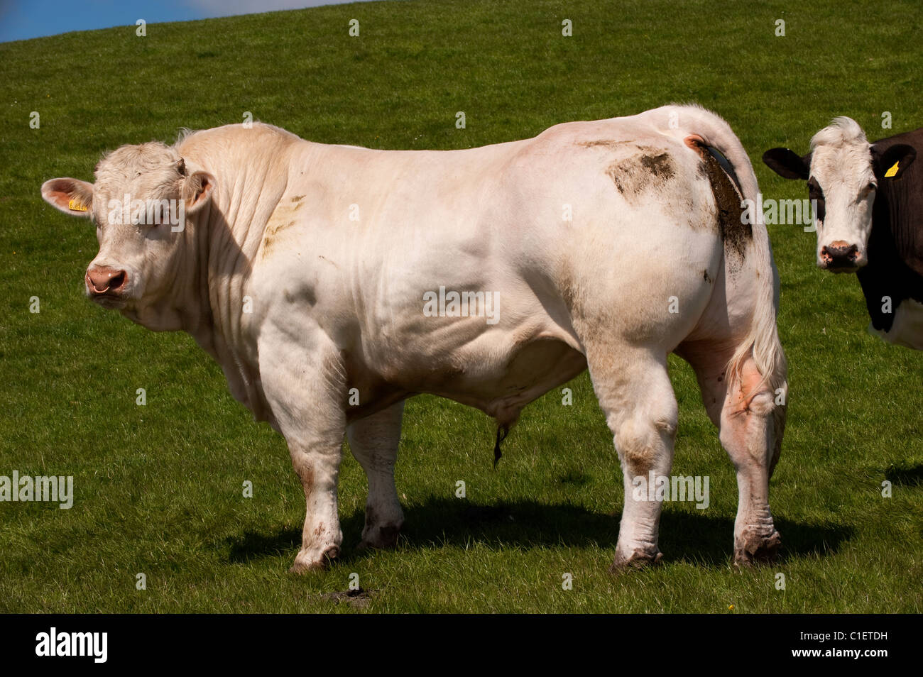 Cattle charolais bull hi-res stock photography and images - Alamy