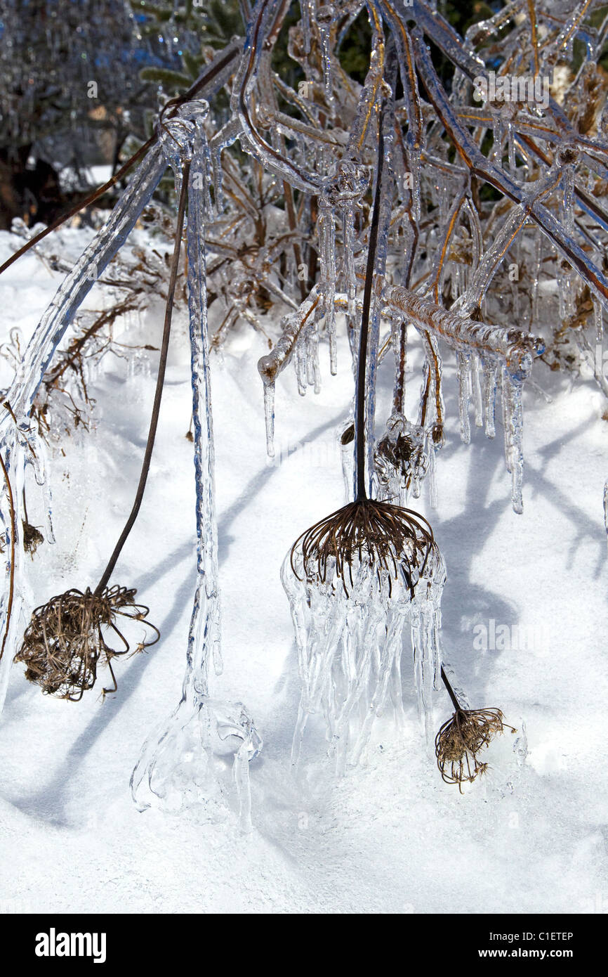 Icenature hi-res stock photography and images - Alamy