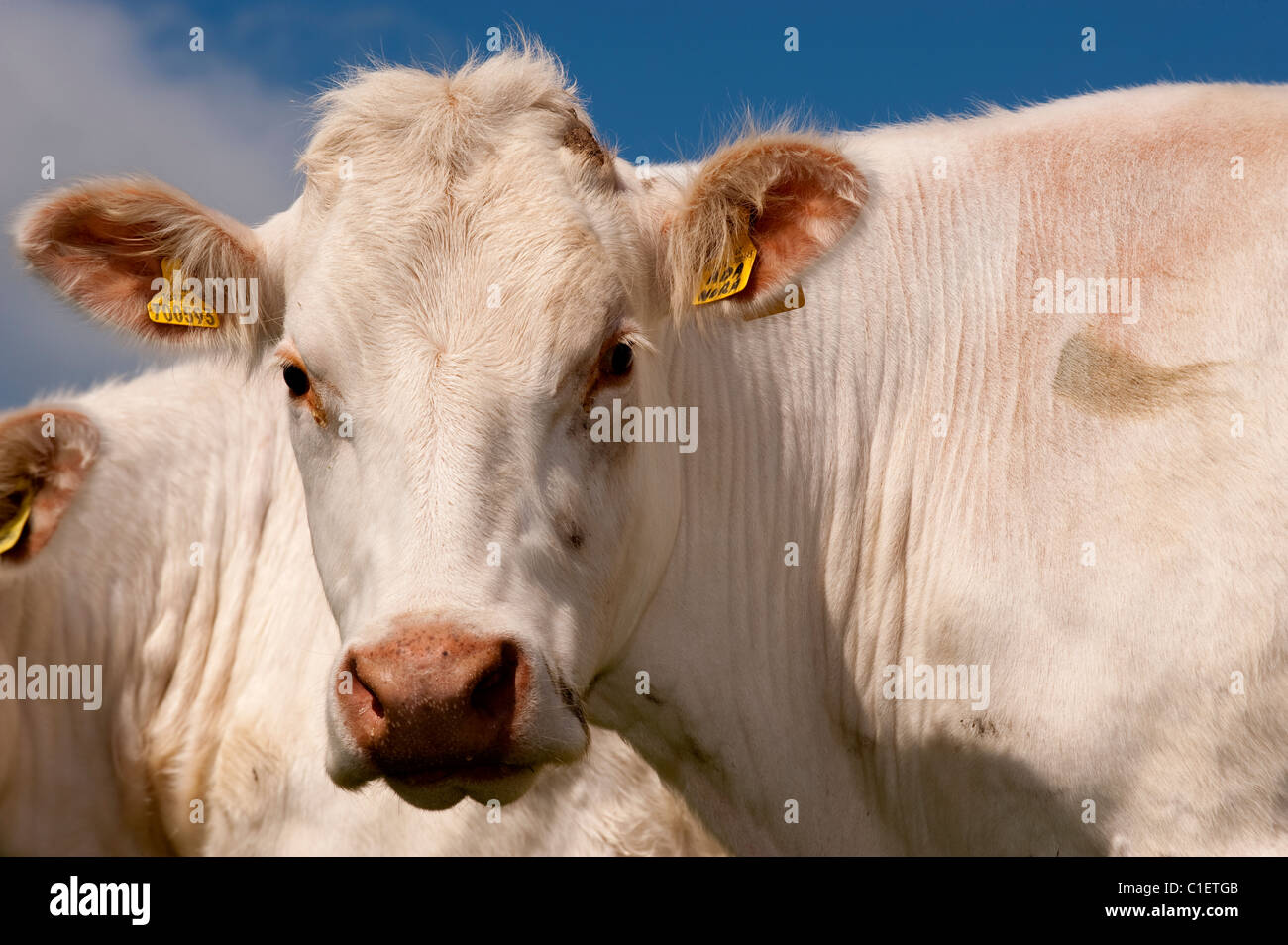 Charolais beef cattle grazing hi-res stock photography and images - Alamy