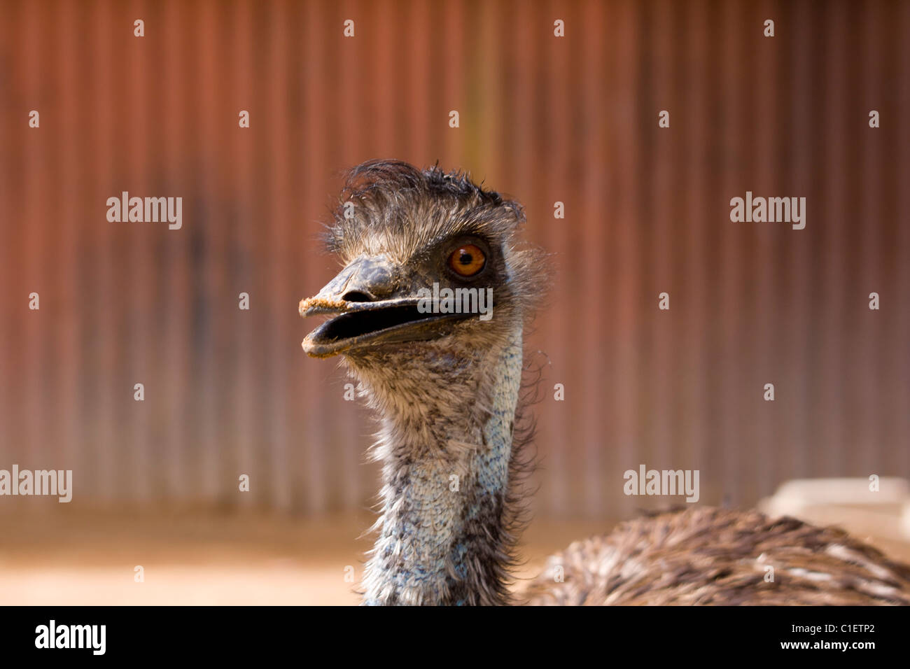 Emu giving it a good gawk Stock Photo - Alamy
