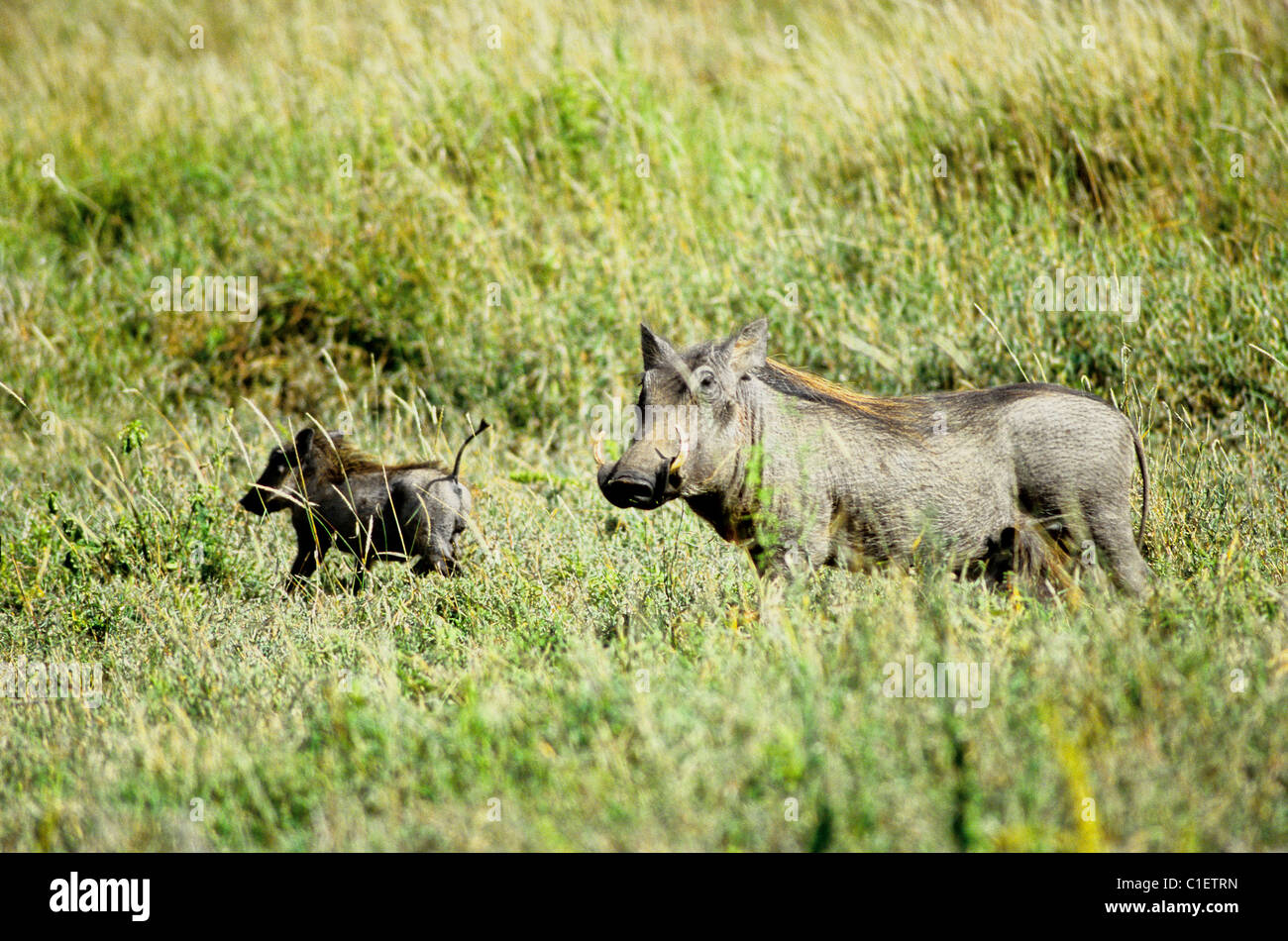 James ole kinyaga hi-res stock photography and images - Alamy