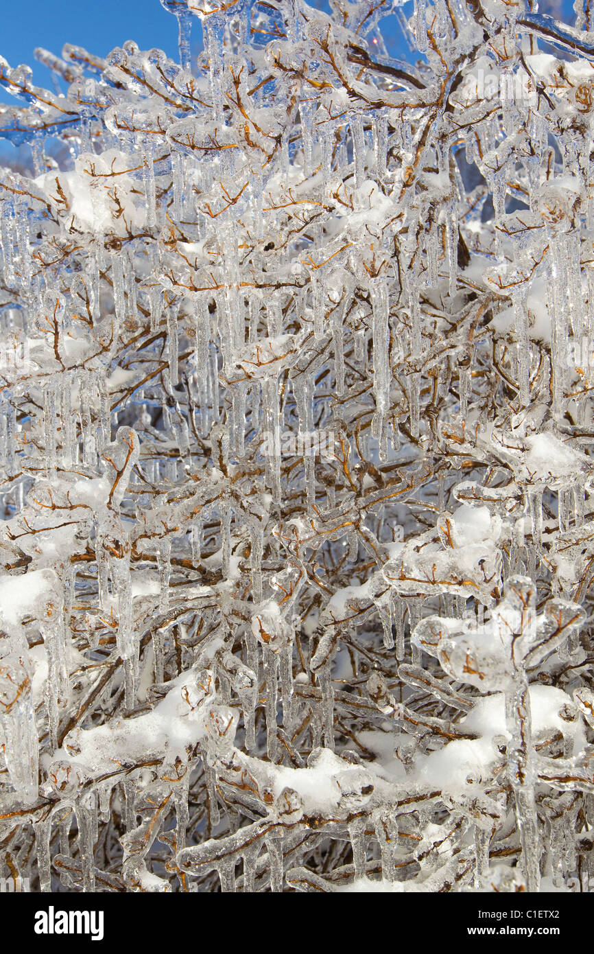 Forestwinter hi-res stock photography and images - Alamy