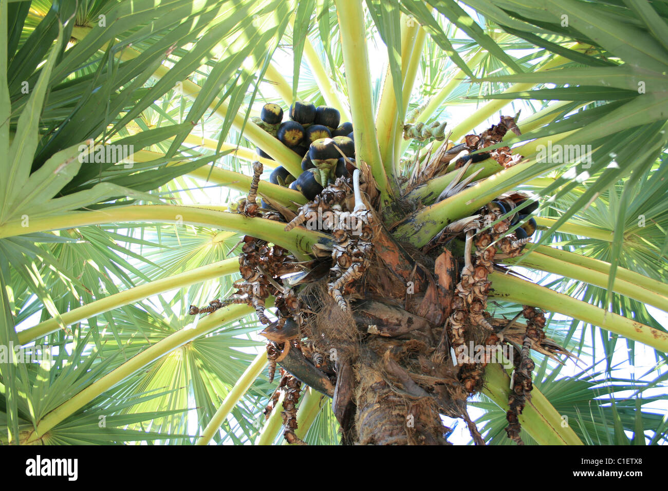 Palm sheet hi-res stock photography and images - Alamy