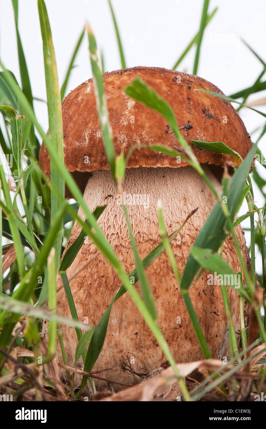 Mushroom roots hi-res stock photography and images - Alamy