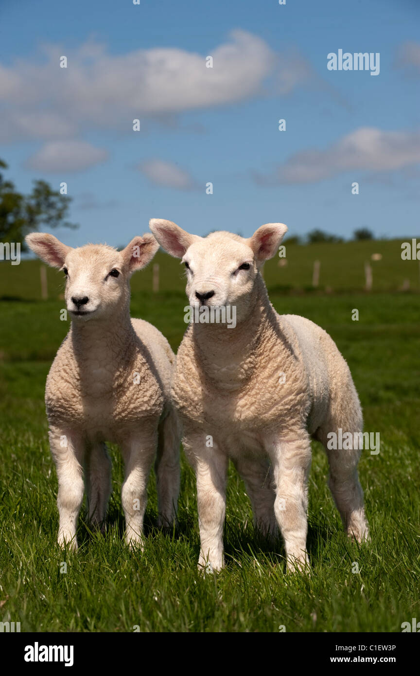 Lambs lamb hi-res stock photography and images - Alamy