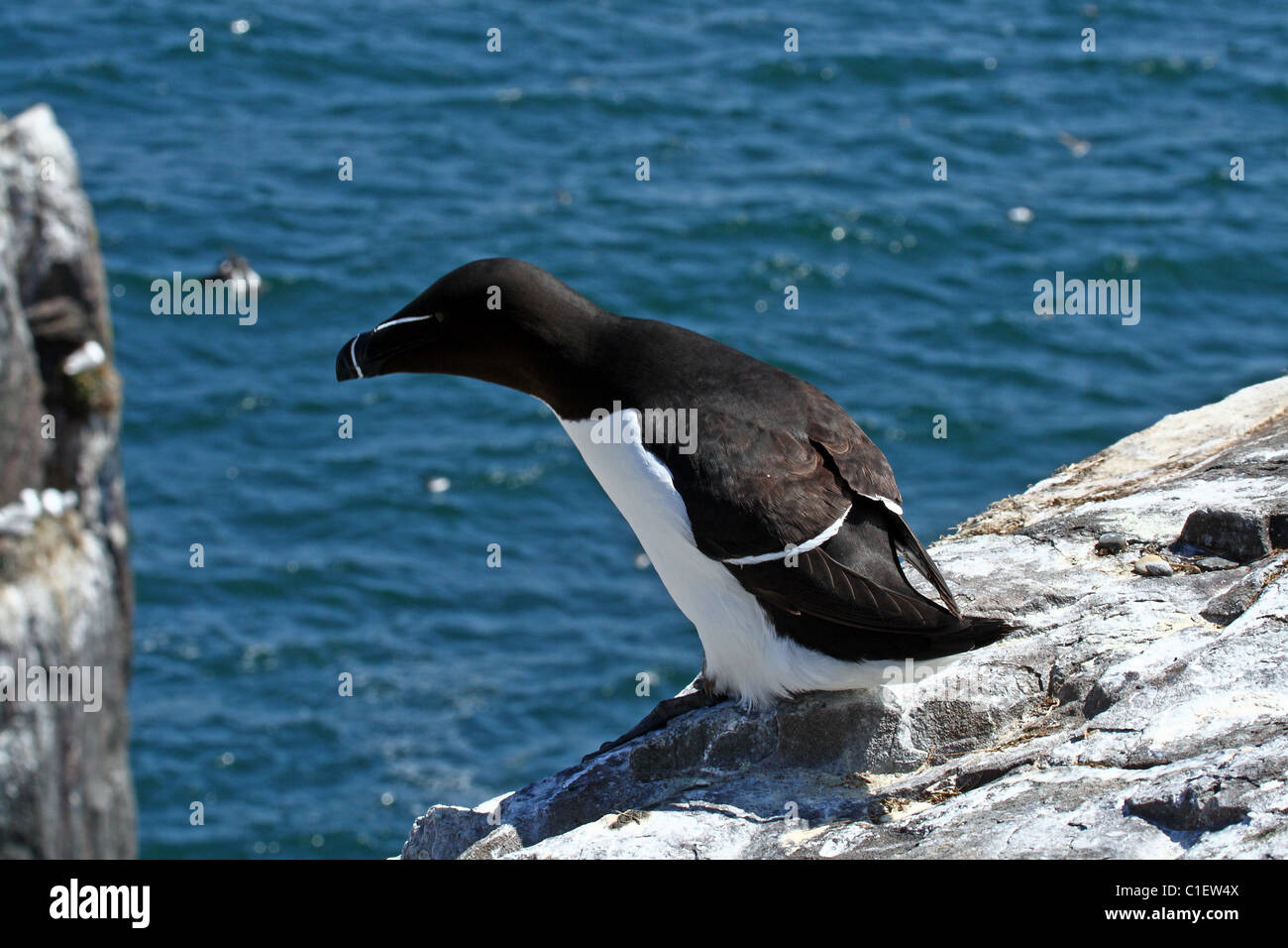 Razorbill (Alca torda Stock Photo - Alamy