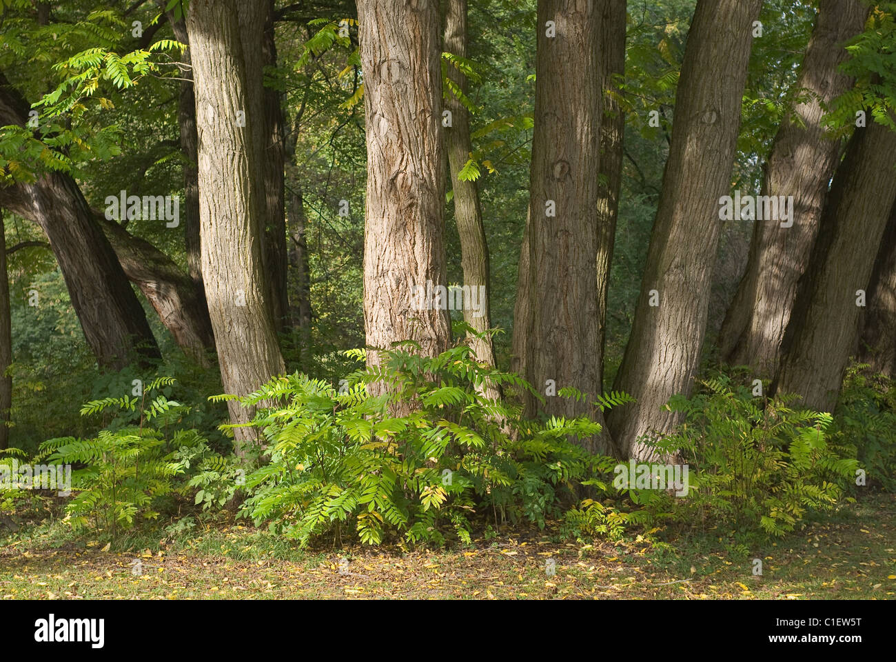 Tree tree trees nature nature tree bark tree trunks hi-res stock ...