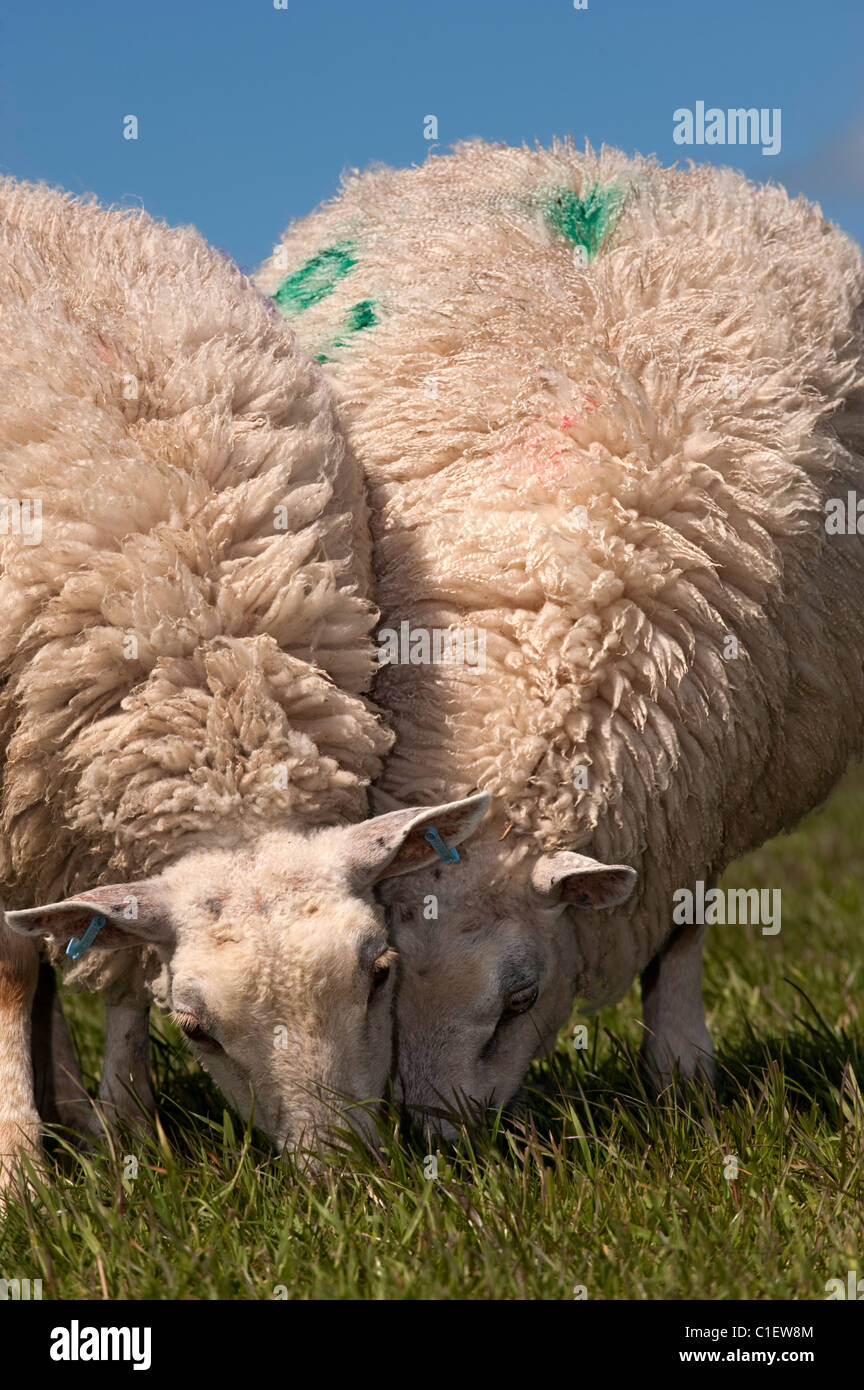 Crossbred sheep hi-res stock photography and images - Alamy