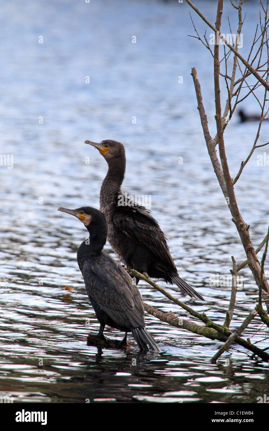 Carba hi-res stock photography and images - Alamy
