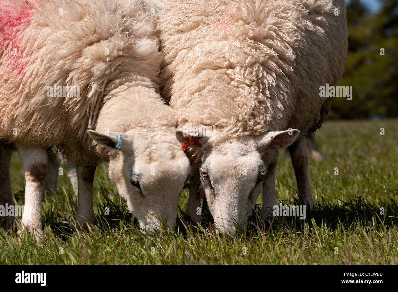 Sheep Eat Grass High Resolution Stock Photography and Images - Alamy