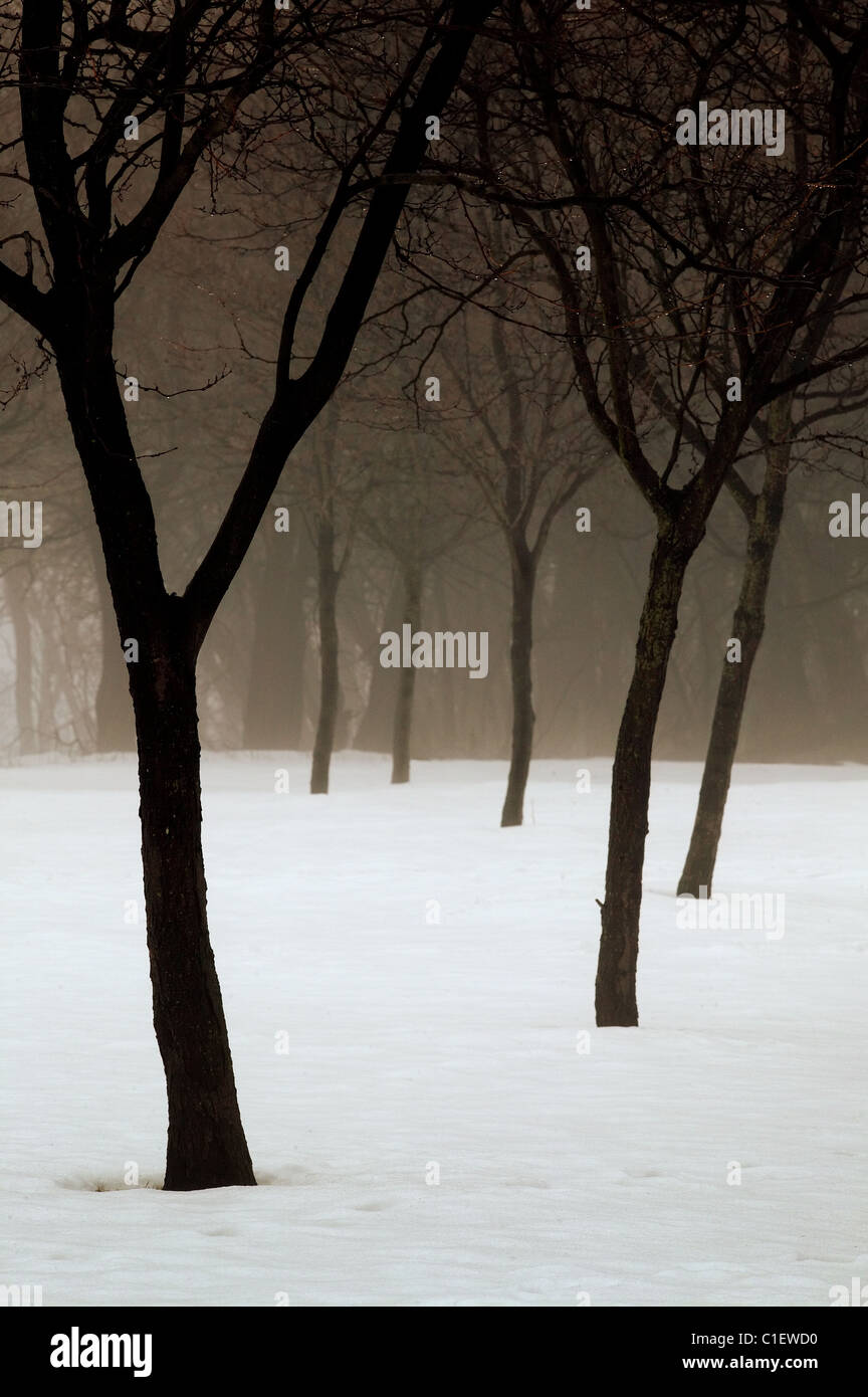 Winter, barren trees, black and white, stark, crocheron park ny Stock ...