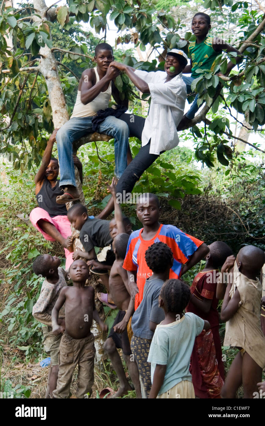 Kids in an avocado tree ,Ubangi River ,Betou ,Republic of the Congo ...
