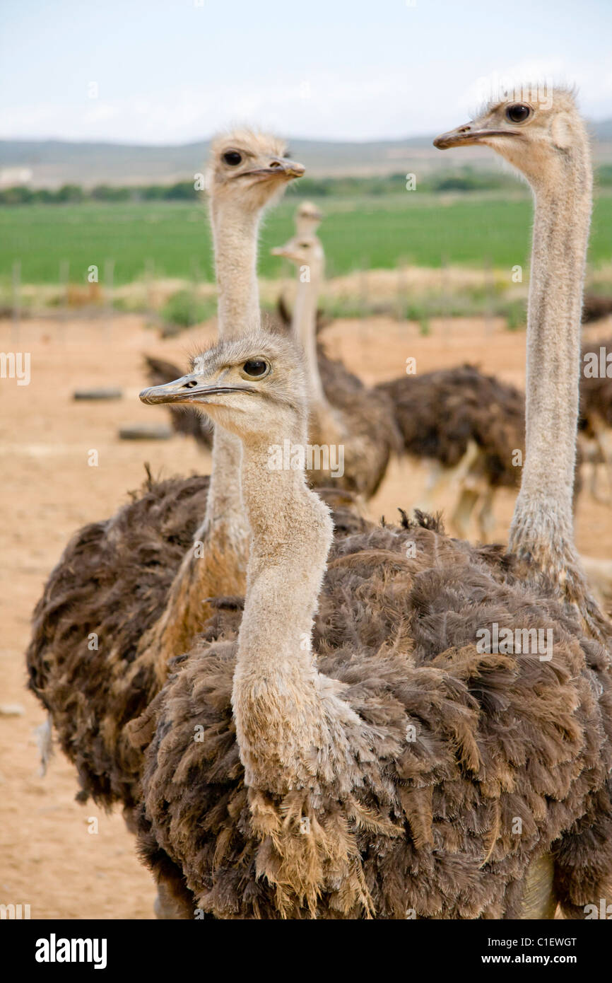 Ostrich racing hi-res stock photography and images - Alamy