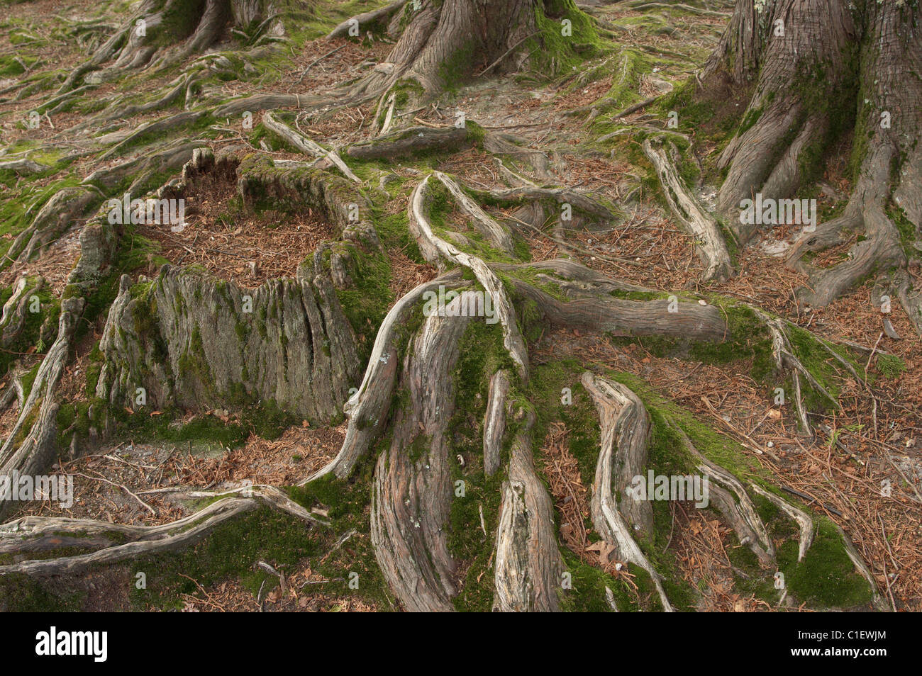 Cypress Tree Roots High Resolution Stock Photography and Images - Alamy