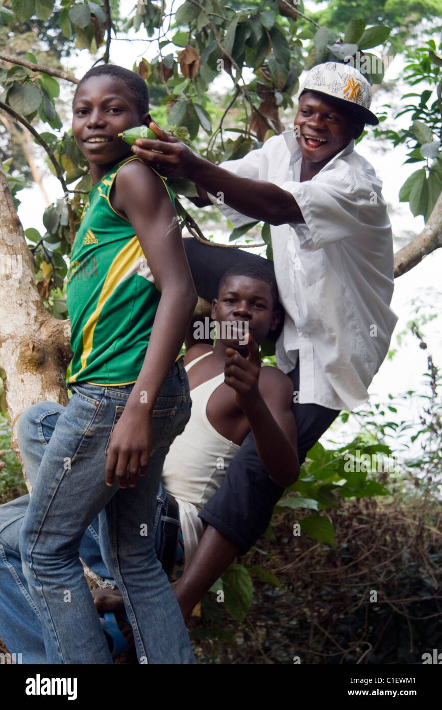 Kids in an avocado tree ,Ubangi River ,Betou ,Republic of the Congo ...