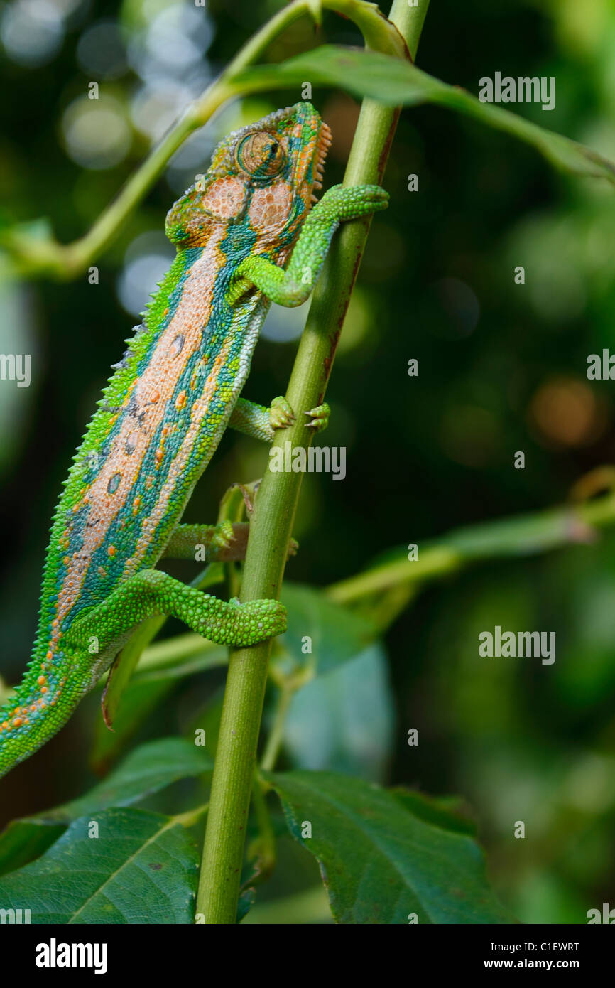 Chameleon Climbs Branch Photo:Darryl Putter Stock Photo - Alamy