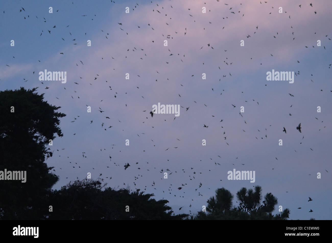Roosting site hi-res stock photography and images - Alamy