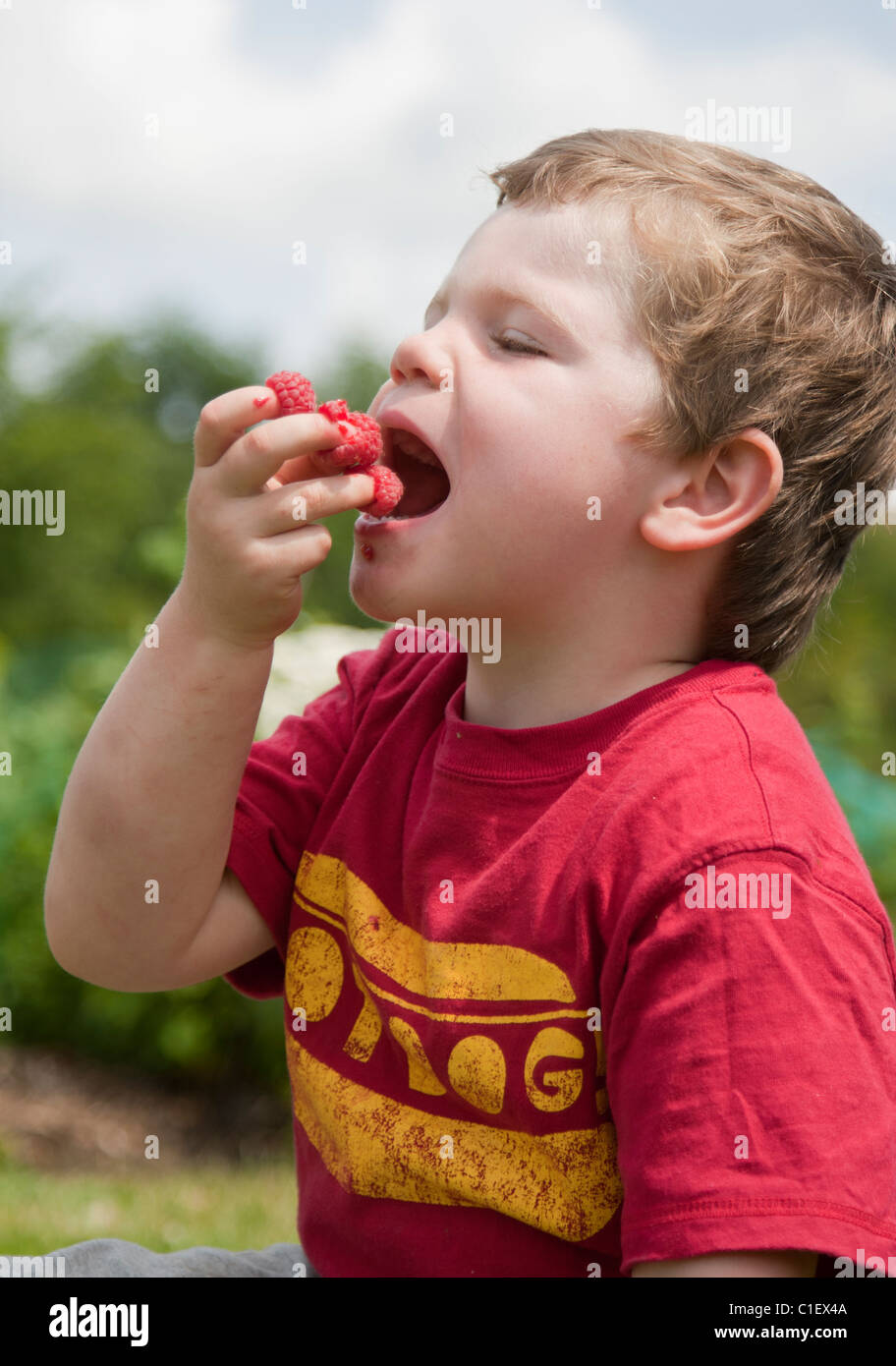 Young boy eating freshly picked raspberries Stock Photo - Alamy