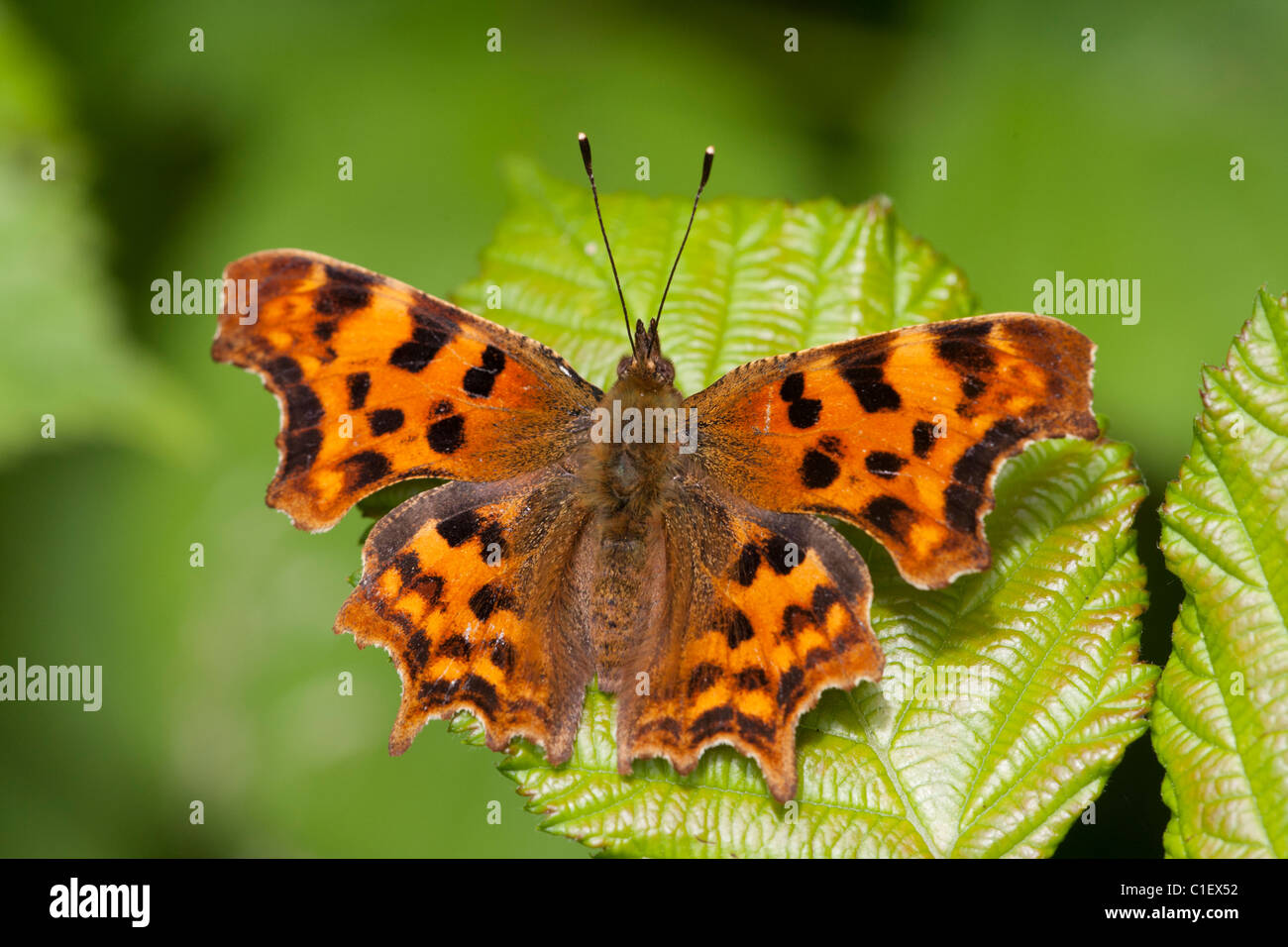 Butterfly on bramble leaf hi-res stock photography and images - Alamy
