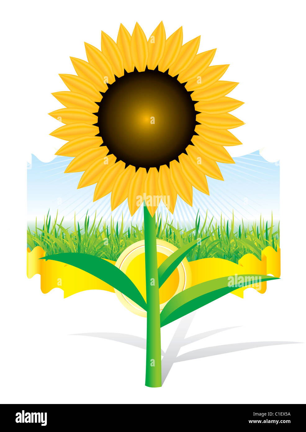 Beautiful vector sunflower background Stock Photo - Alamy