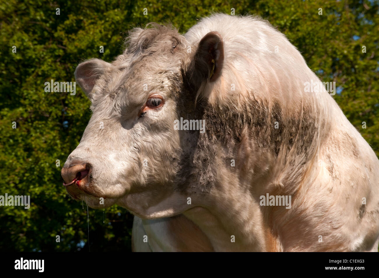 Charolais Bull High Resolution Stock Photography and Images - Alamy