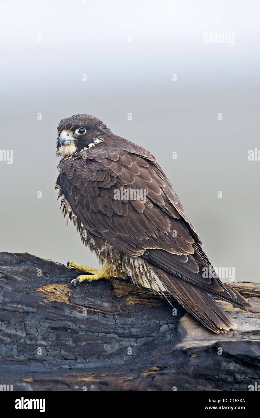 peregrine falcon perched Stock Photo - Alamy