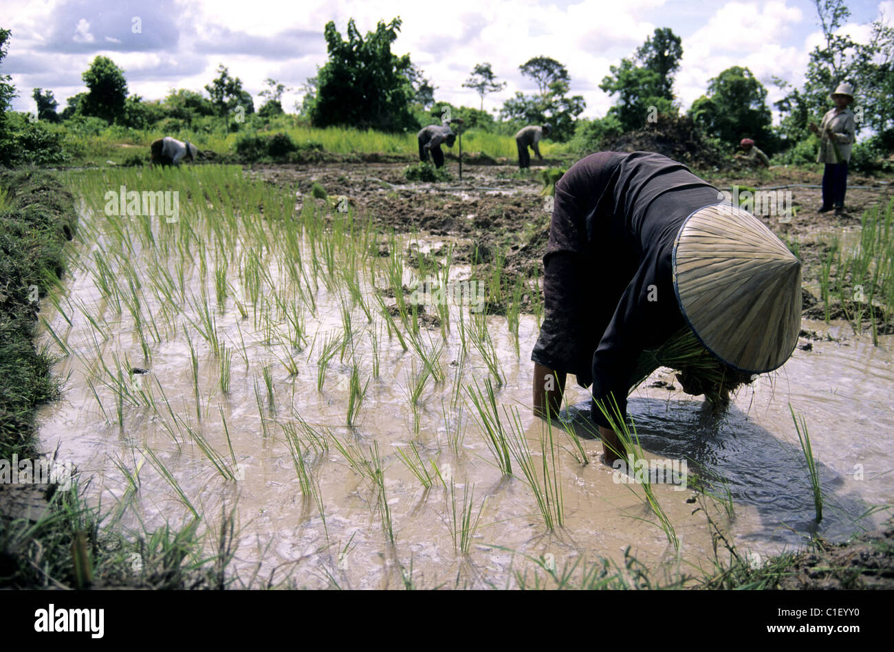 Rice field angkor cambodia hi-res stock photography and images - Alamy