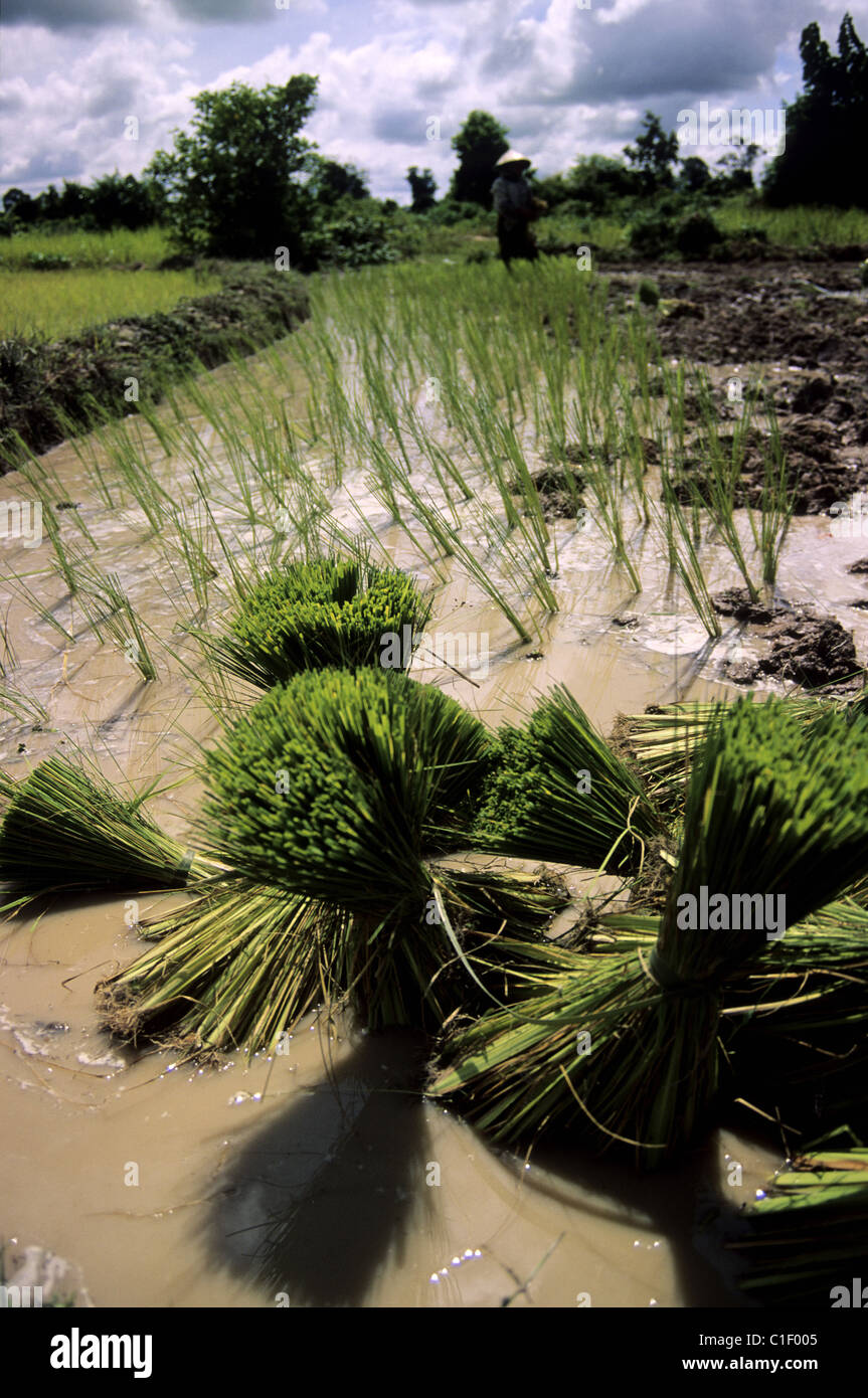 Rice field angkor cambodia hi-res stock photography and images - Alamy