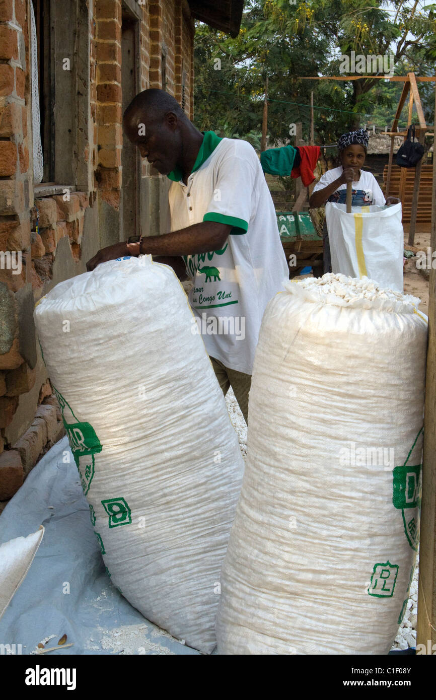 Cassava root ,Republic of the Congo Stock Photo - Alamy